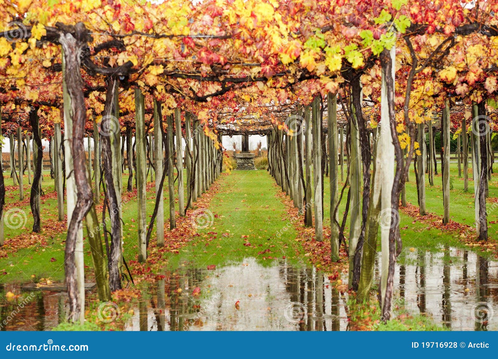 High Autumn Vines stock photo. Image of fruit, growth - 19716928
