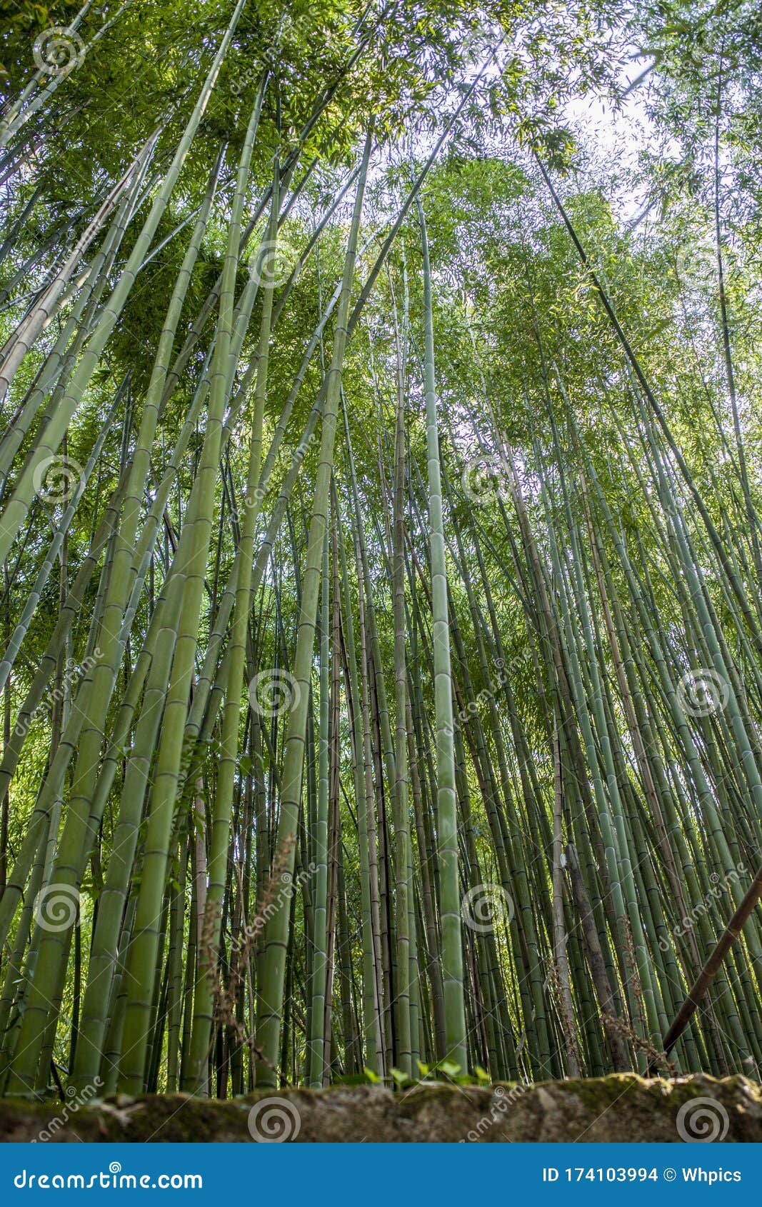 High Bamboo forest stock photo. Image of exterior, ground - 174103994