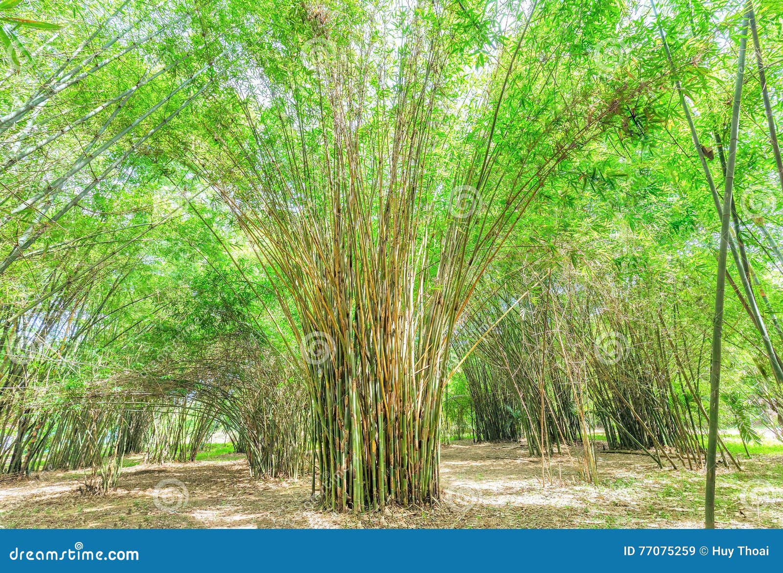 High bamboo forest stock image. Image of environment - 77075259