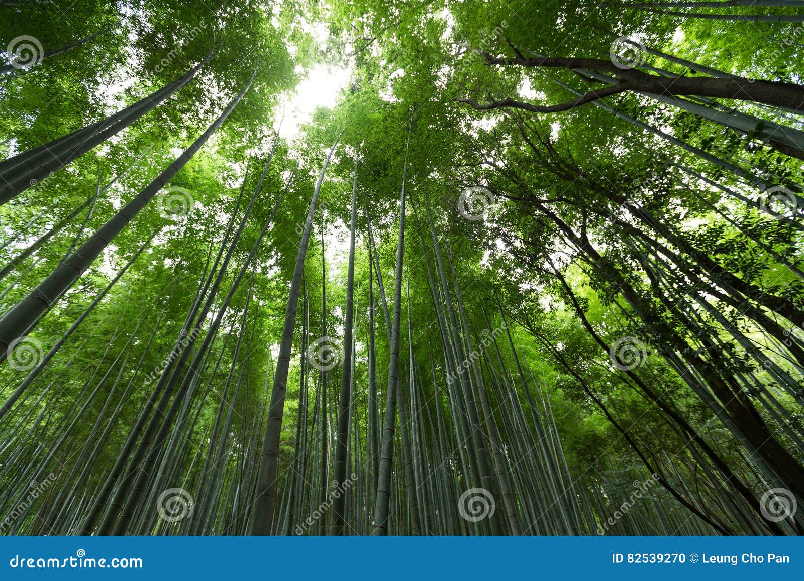 High Bamboo forest stock photo. Image of forest, garden - 82539270