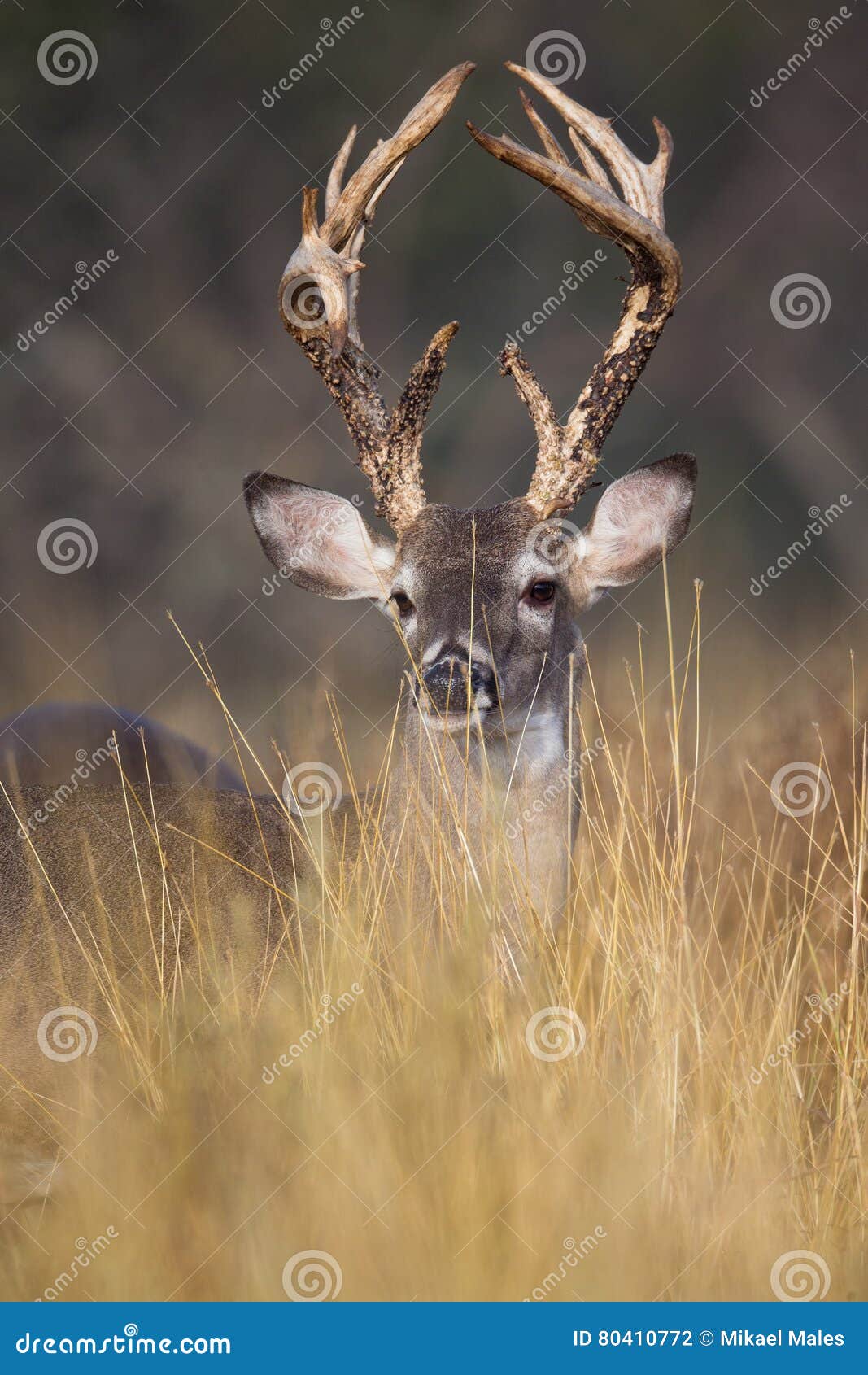 High Beamed Rack on Whitetail Buck Stock Photo - Image of beamed ...