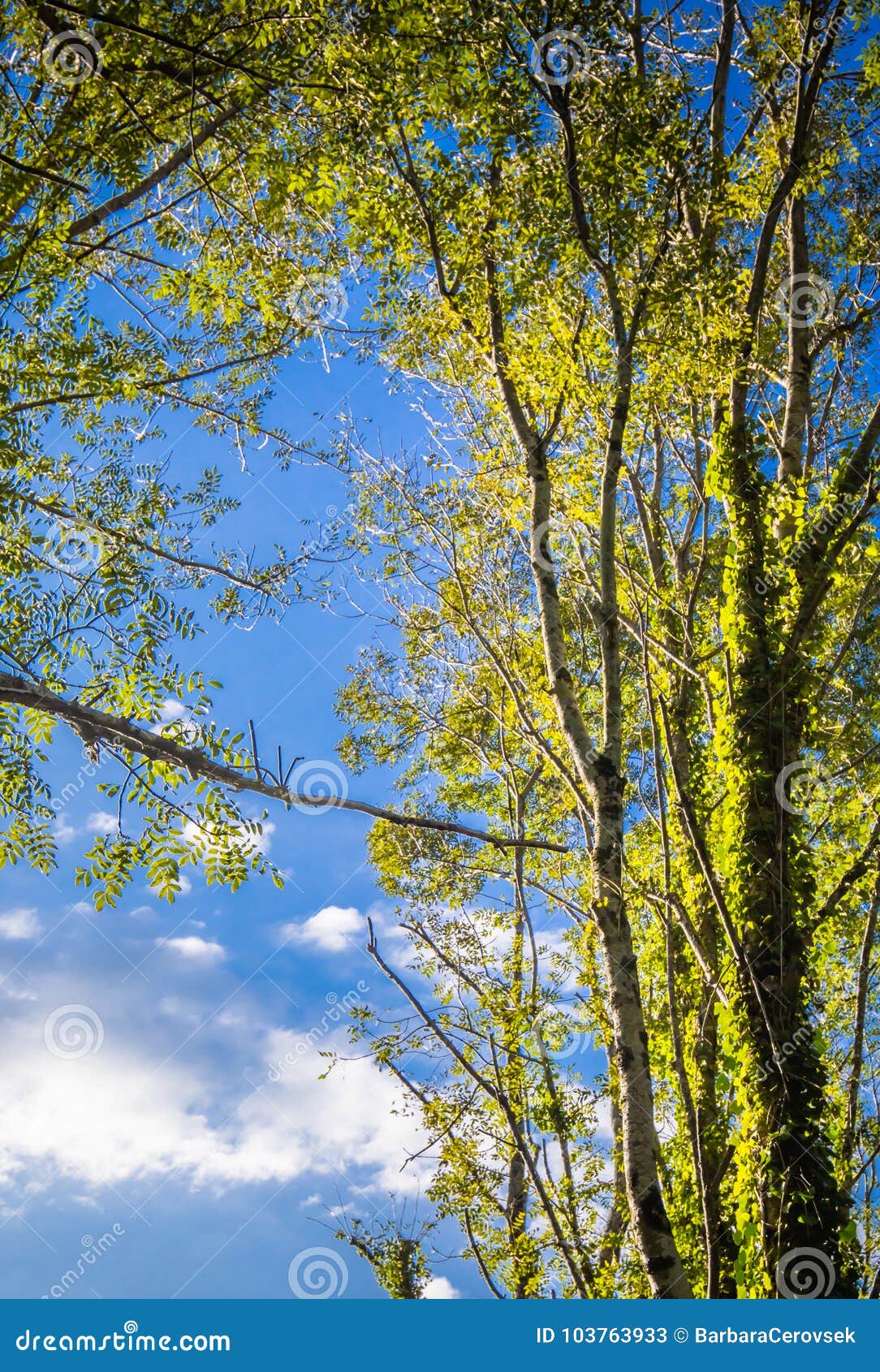 High Beech Forest Trees in Blue Sky with Sun Rays Piercing through ...