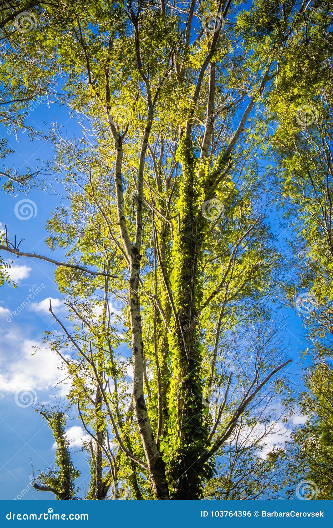 High Beech Forest Trees in Blue Sky with Sun Rays Piercing through ...