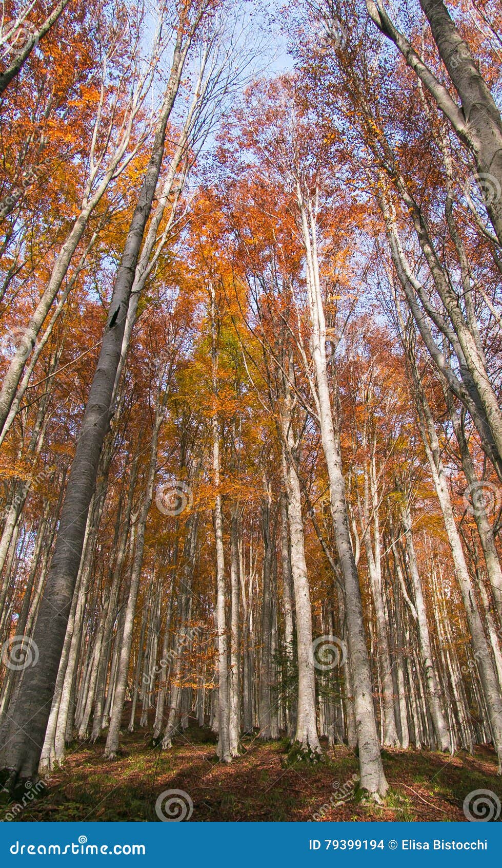 High beech trees stock photo. Image of branch, national - 79399194