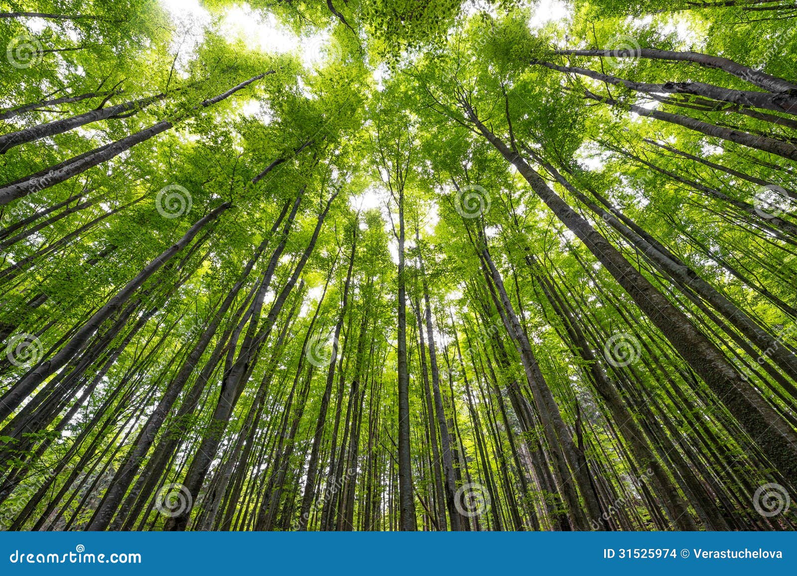 High beech trees stock photo. Image of nature, national - 31525974