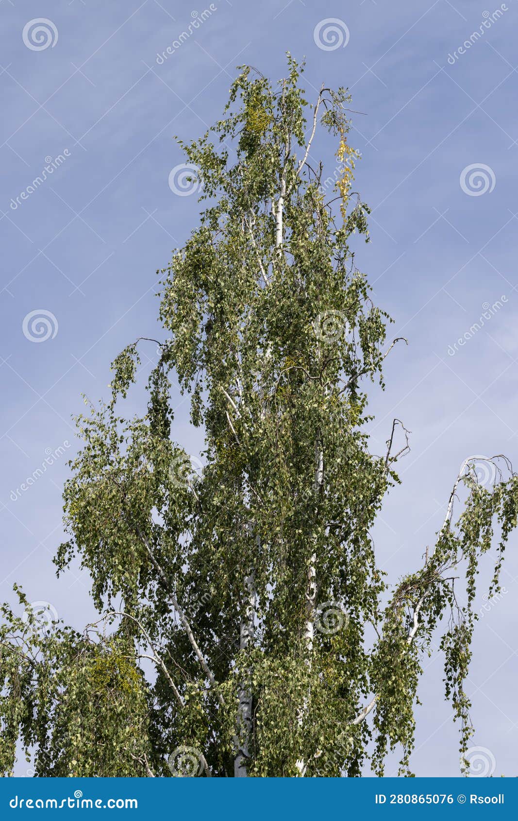 High birch tree in summer stock photo. Image of birch - 280865076