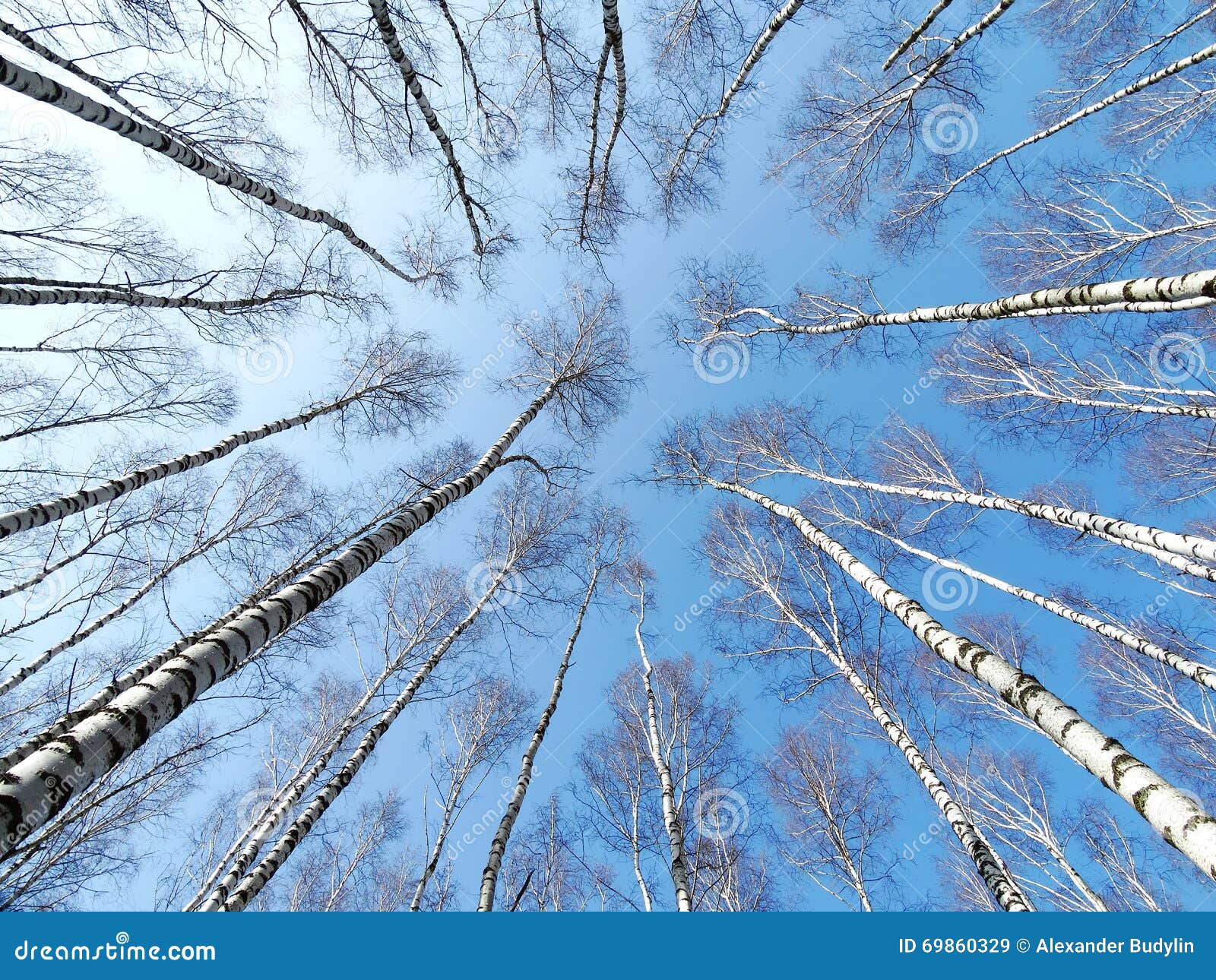High birches in the spring stock image. Image of branches - 69860329