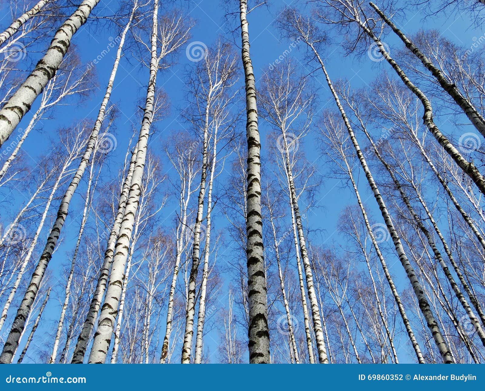 High birches in the spring stock photo. Image of high - 69860352