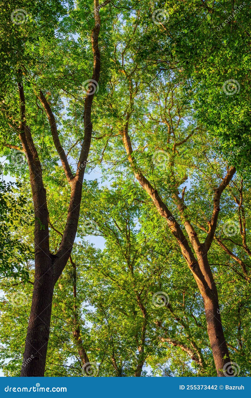 High Branches of Green Trees Stock Photo - Image of crown, natural ...
