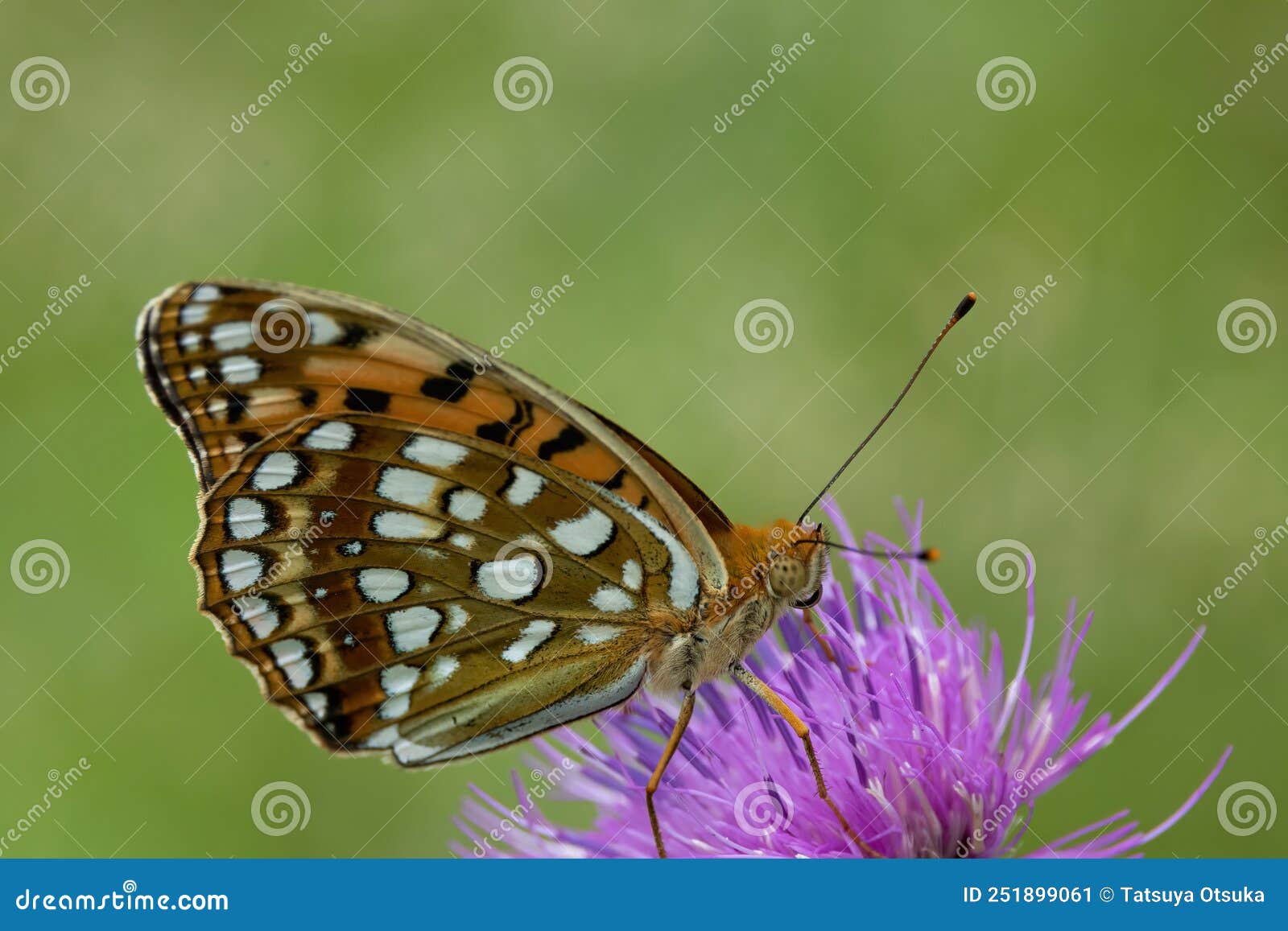 A High Brown Fritillary on a Thistle Flower. Stock Image - Image of ...