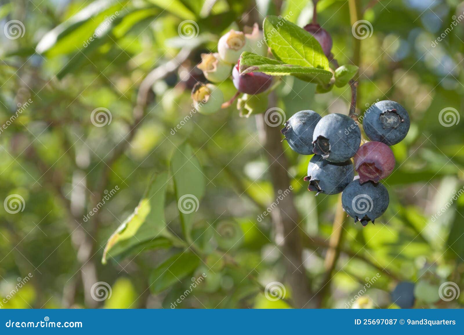 High-bush Blueberries stock image. Image of serene, green - 25697087
