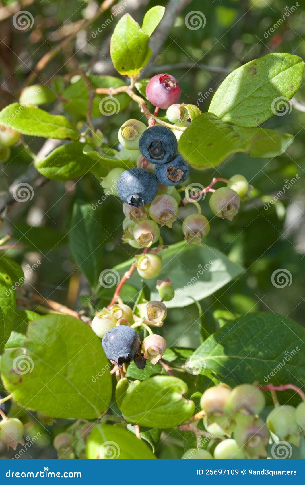 High-bush Blueberries stock image. Image of purple, green - 25697109
