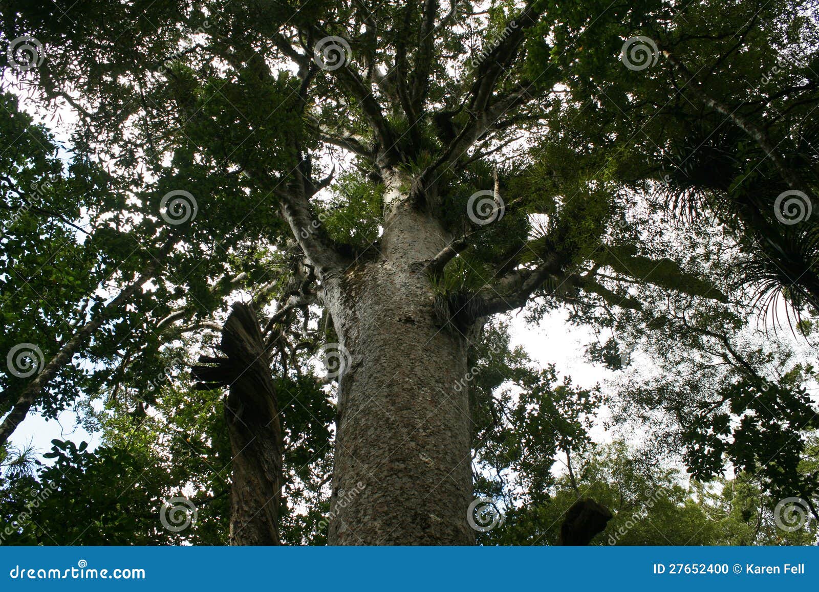High in the Canopy stock photo. Image of northland, tourism - 27652400