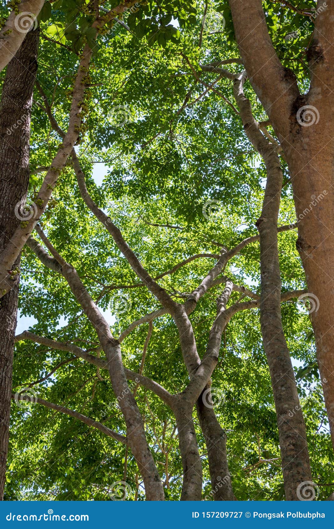 High Canopy Tree with the Sunlight Stock Image - Image of arbor, path ...