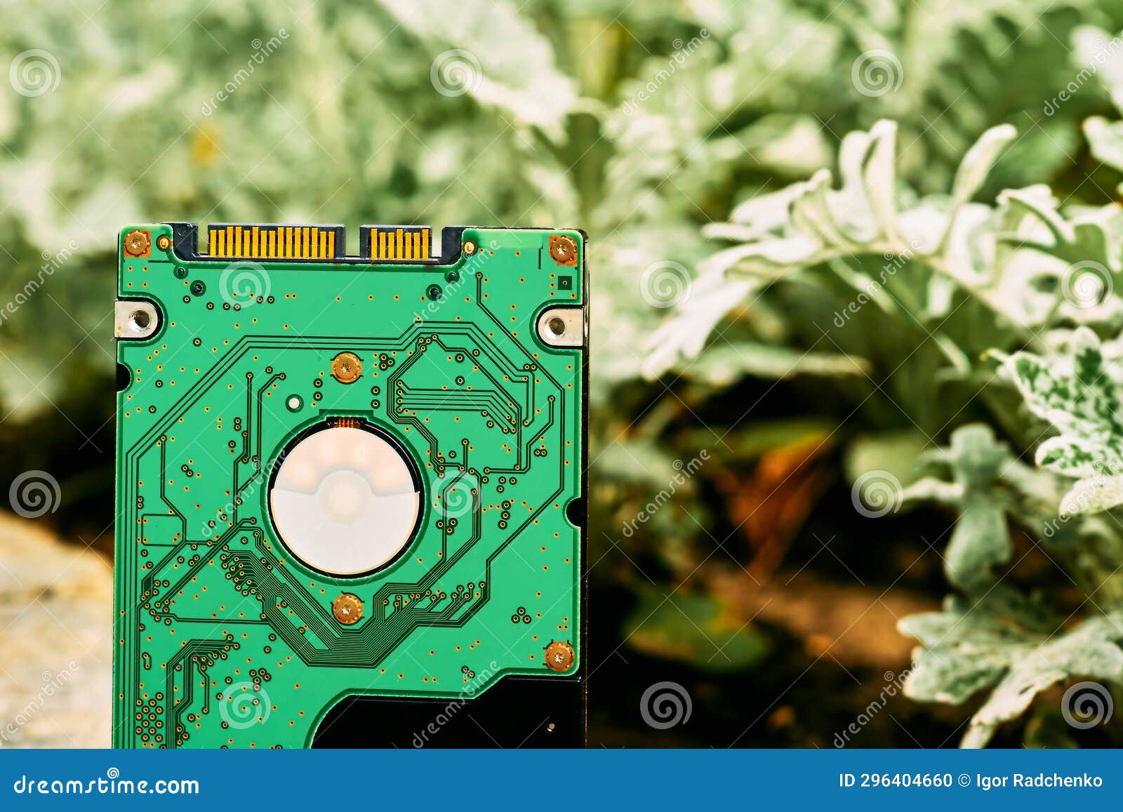 Green Internal Hard Drive for Storing Information on Flower Bed Stock ...