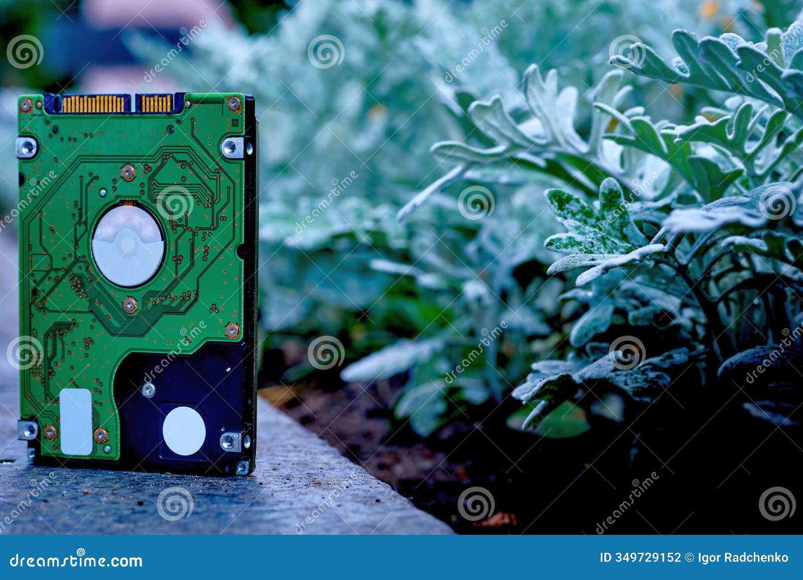 Internal Hard Drive for Storing Information in Green Plant Stock Photo ...