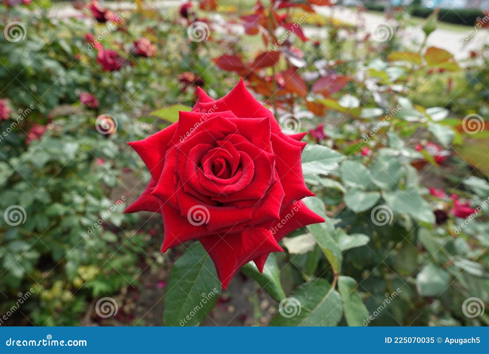 High Centered Flower of Red Rose Stock Image - Image of cardinal ...