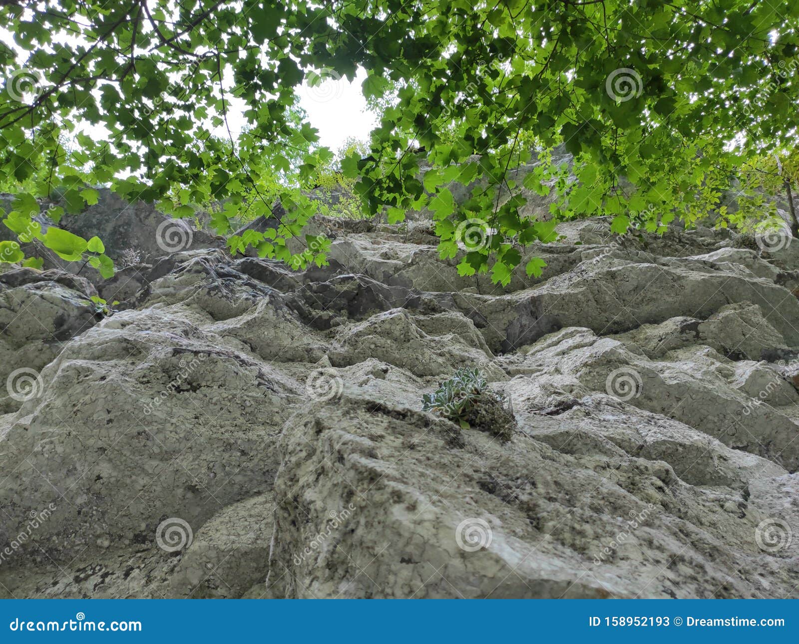 High Cliff in a Green Forest Stock Image - Image of pine, mountains ...