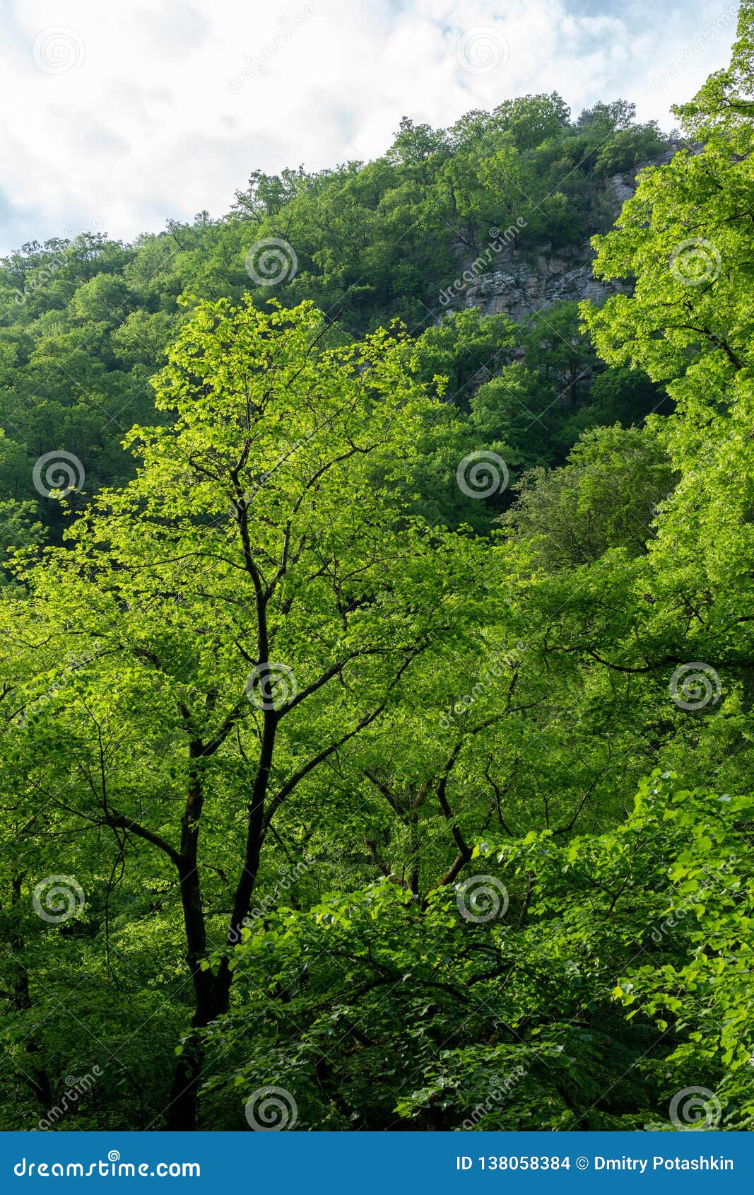 High Cliffs with a Thick Green Forest on the Slopes Stock Photo - Image ...