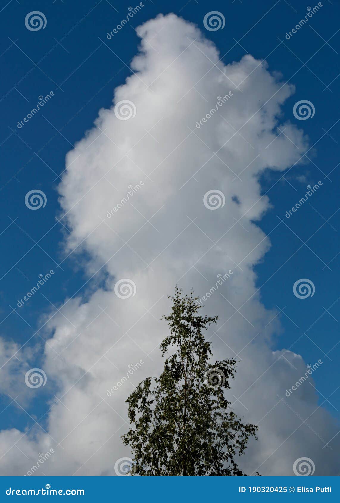 High Cloud and Birch Tree Top Against Clear Blue Sky Stock Image ...