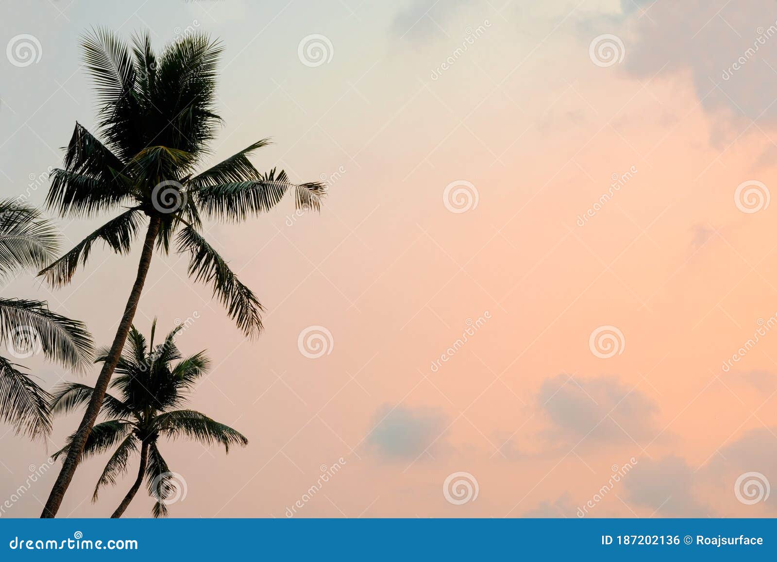 Shadow Silhouette Group of High Coconut Tree Moving by Windy Strom in ...
