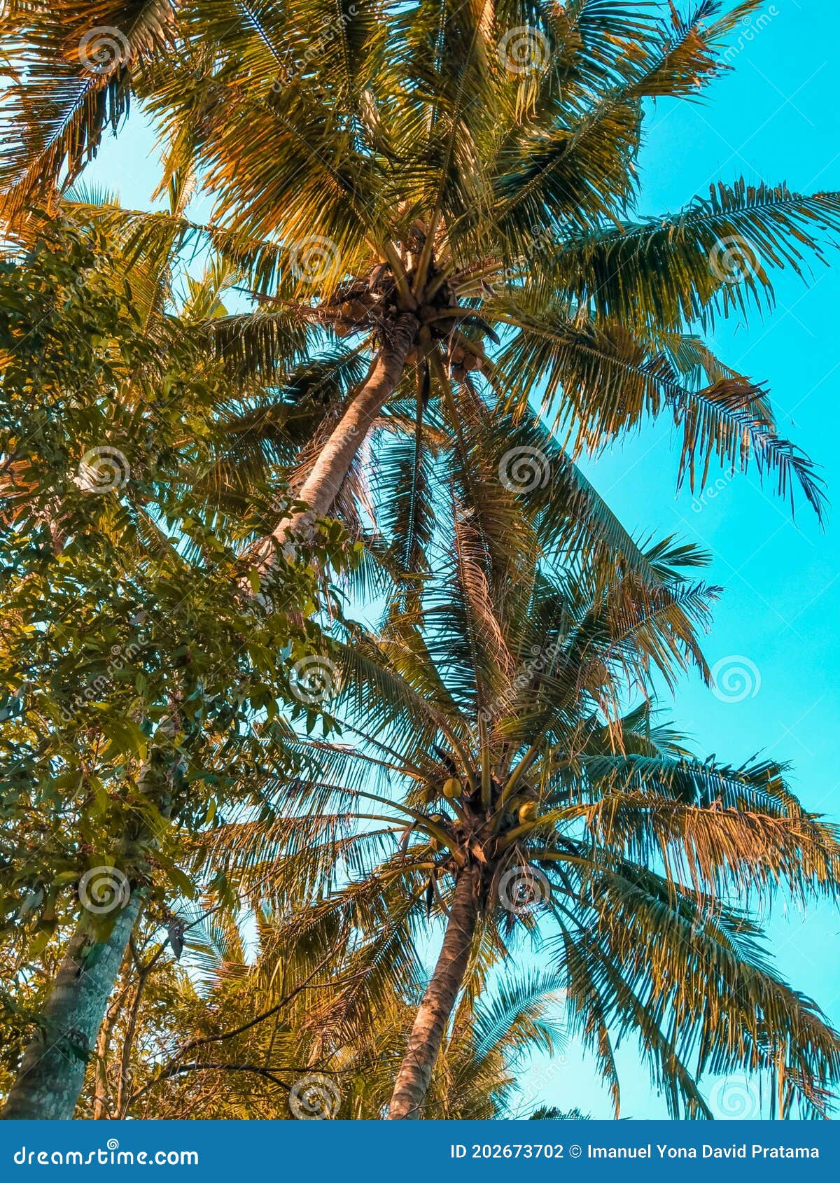 High Coconut Trees Along with Beautiful Sky Stock Photo - Image of ...