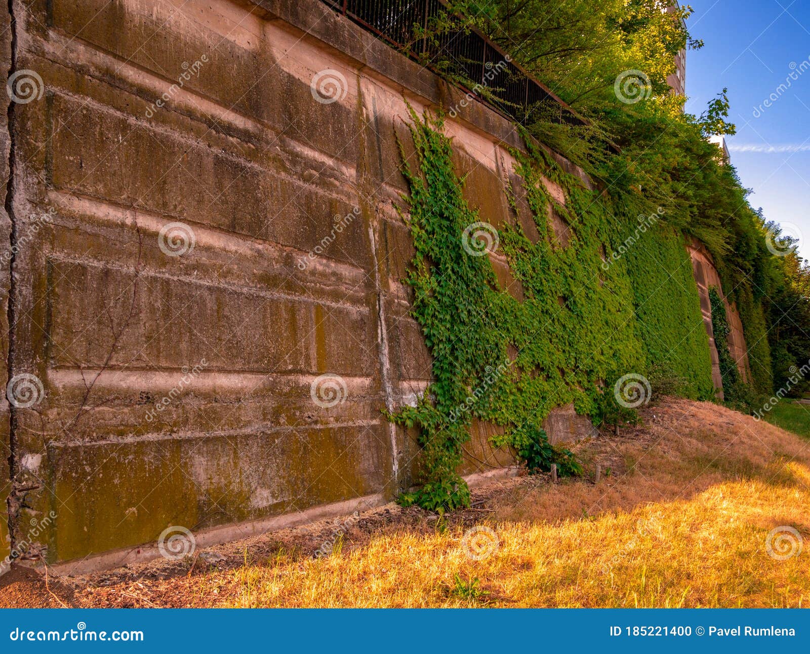 High Concrete Wall Covered with Moss and Creepers Stock Photo - Image ...