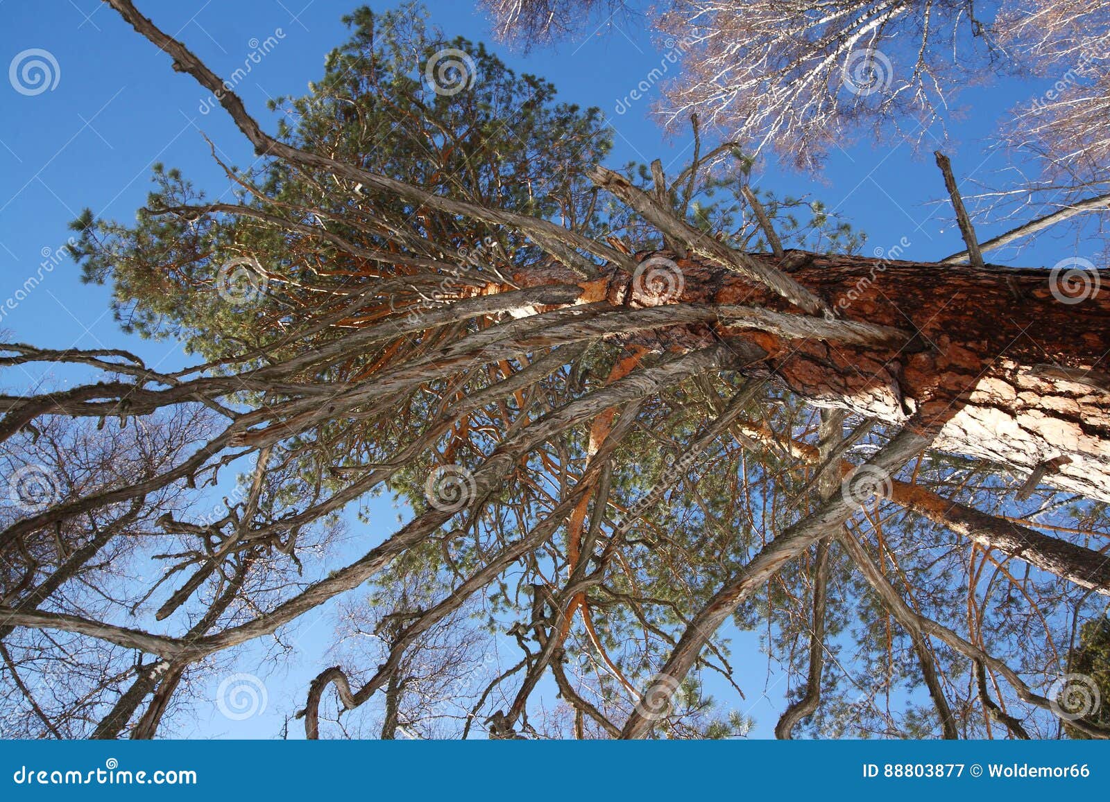 High Coniferous Tree with Large Spreading Branches. Stock Image - Image ...