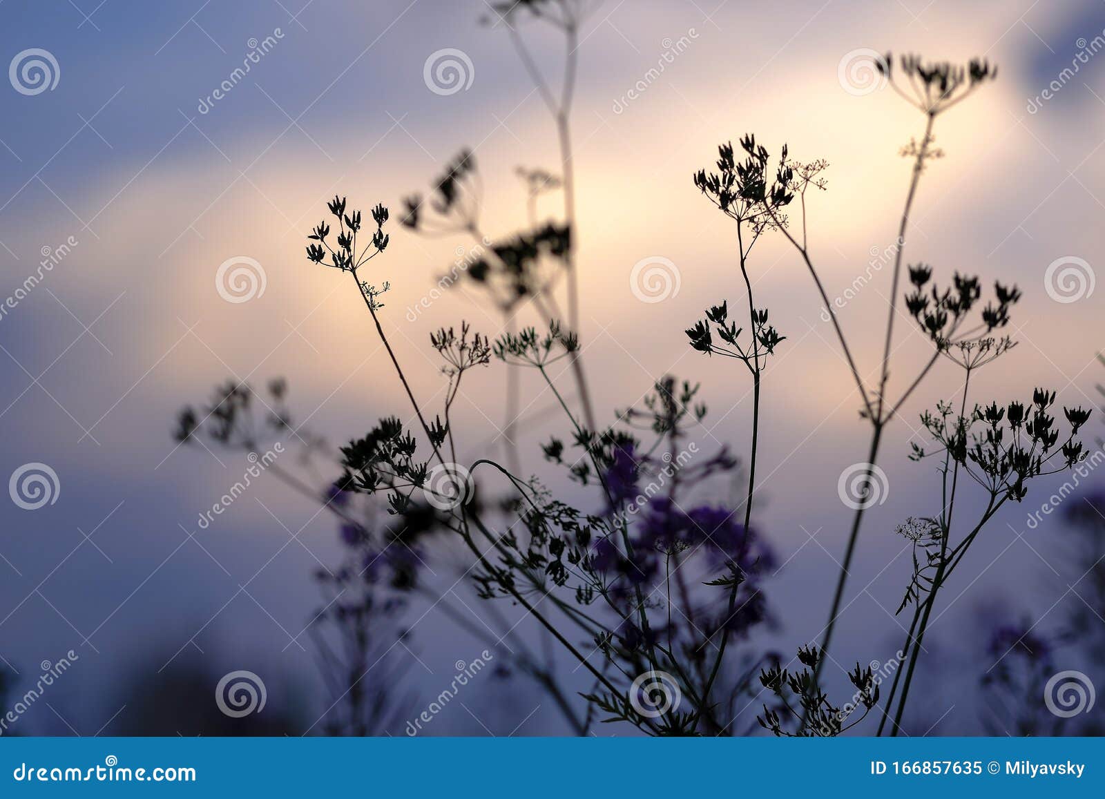 High Contrast Flower Silhouettes in Low Light Stock Image - Image of ...