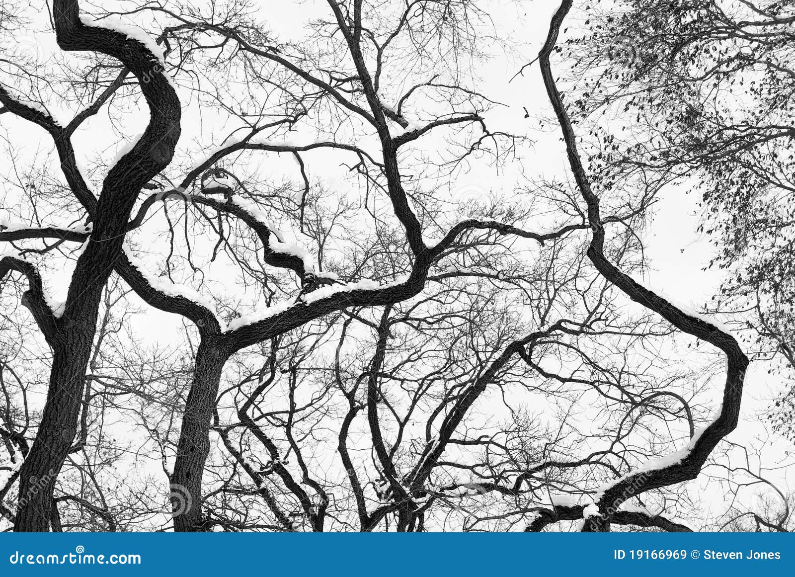 Forest Silhouette Royalty-Free Stock Photography | CartoonDealer.com ...