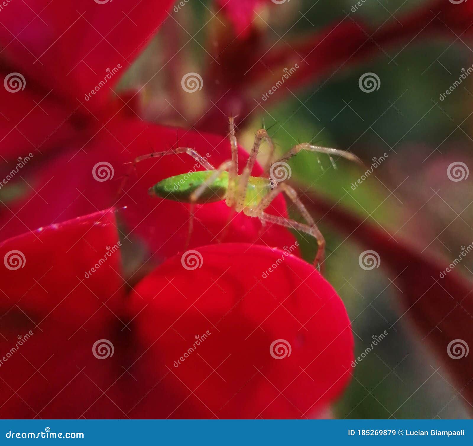 High Contrast Green Spider Macro with Red Flower Stock Image - Image of ...