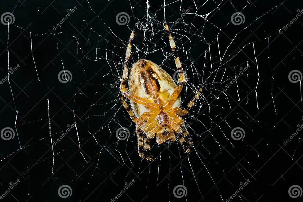 High Contrast Image of Very Dreadful Spider Stock Image - Image of ...