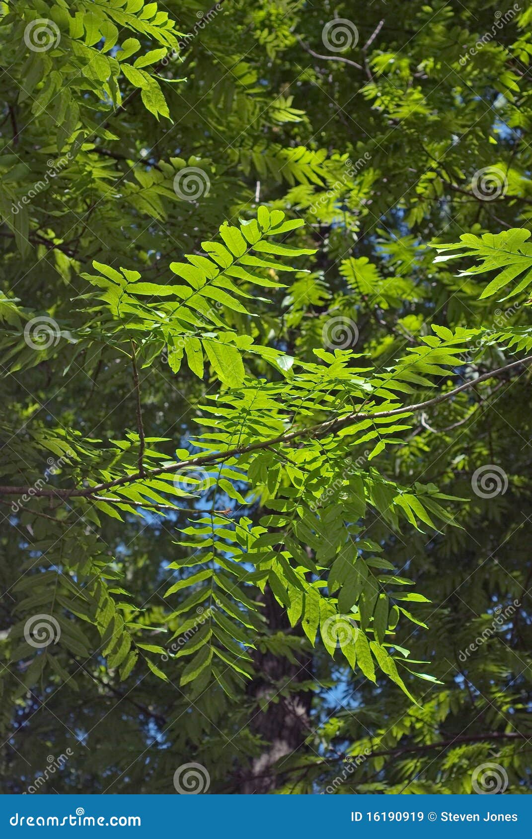 High Contrast Leaf Pattern stock image. Image of nature - 16190919