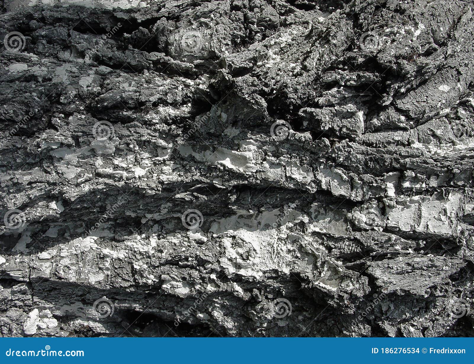 Old Cherry Tree Bark Texture. Stock Photo - Image of bark, monochrome ...