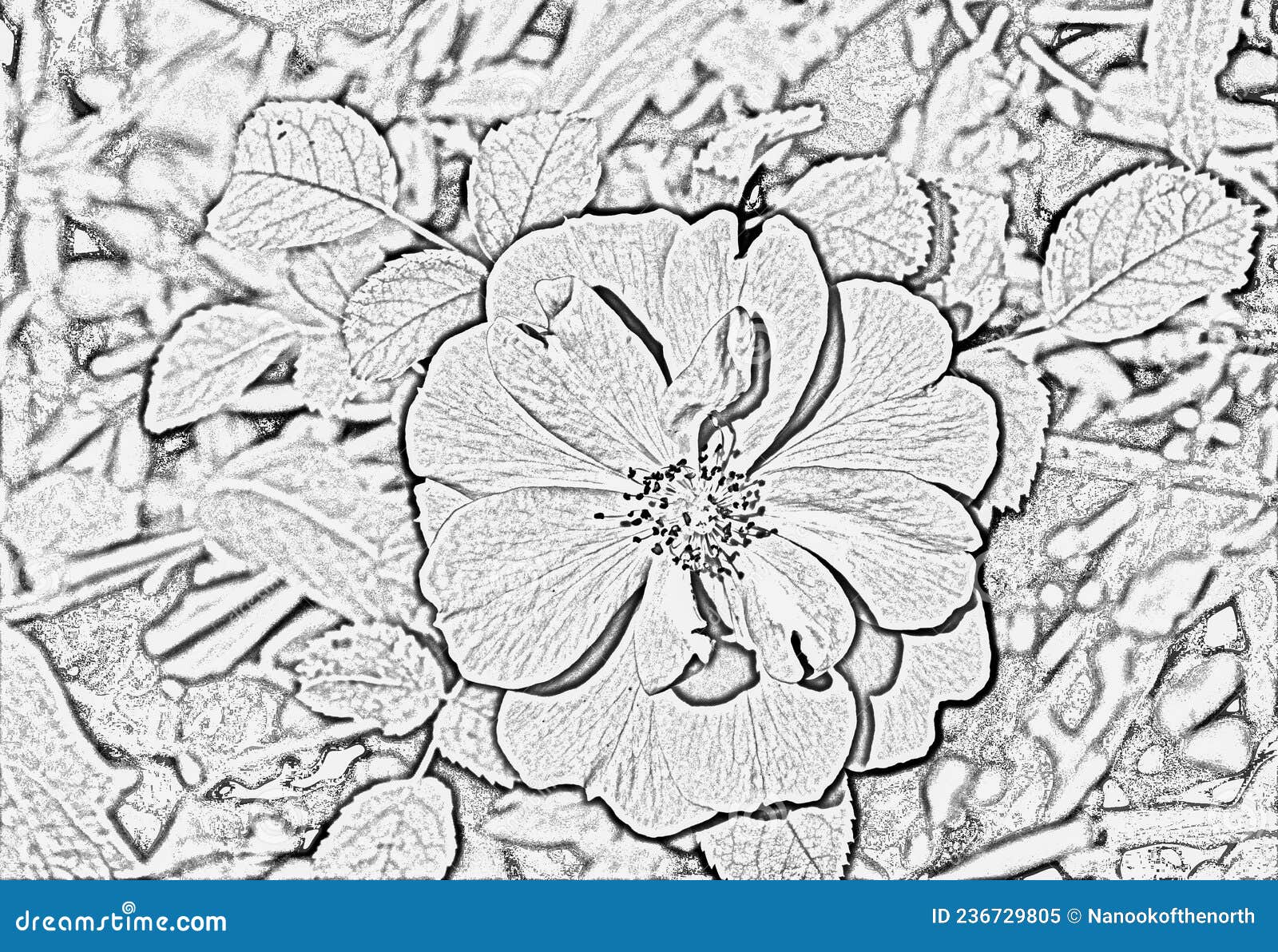 High Contrast, Monochrome Image of a Single Rose Stock Illustration ...