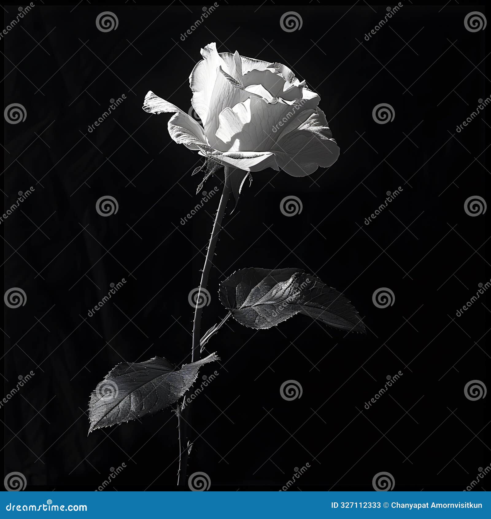 High Contrast Single Light Source White Rose Stock Illustration ...