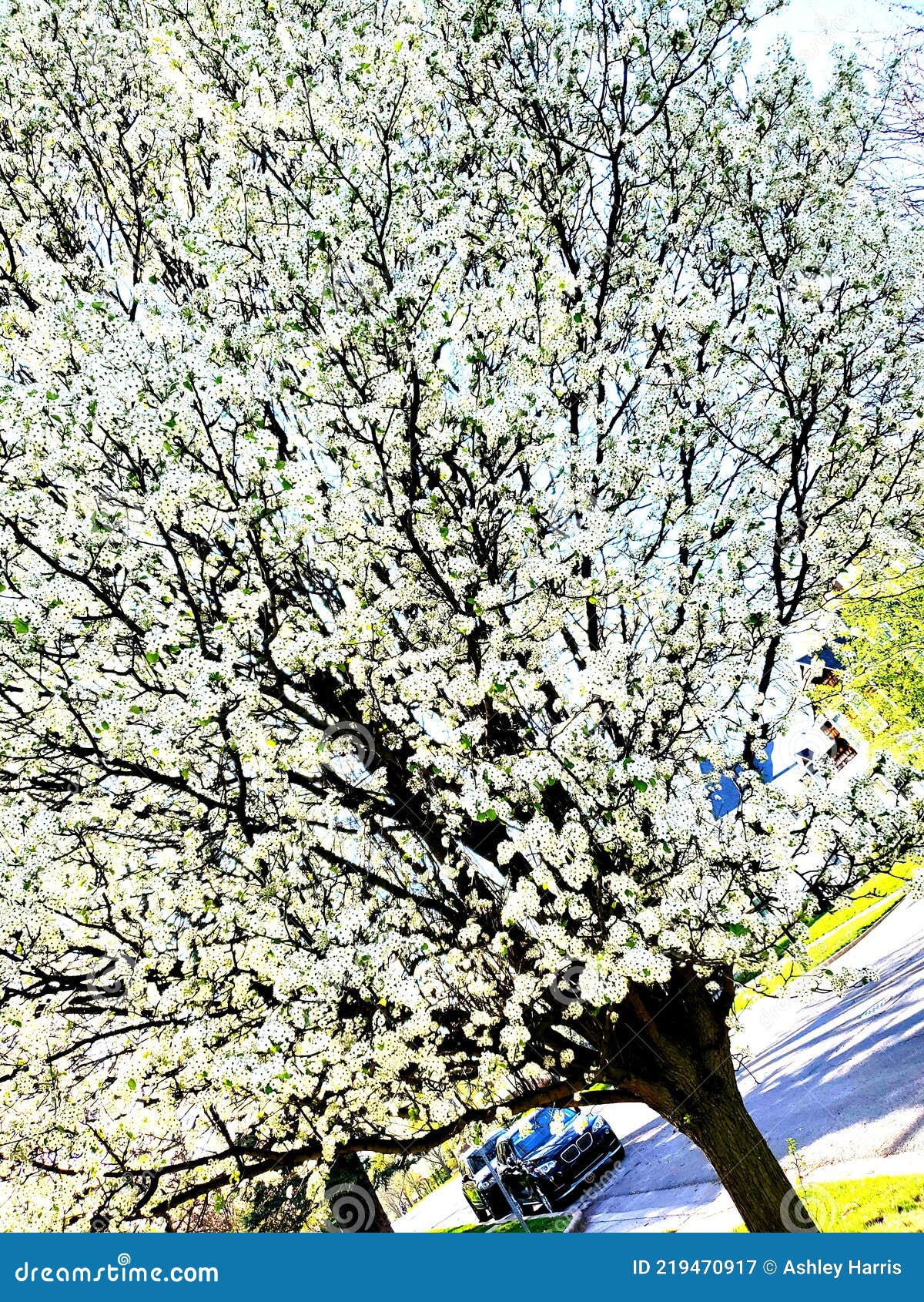 High contrast white tree stock image. Image of line - 219470917