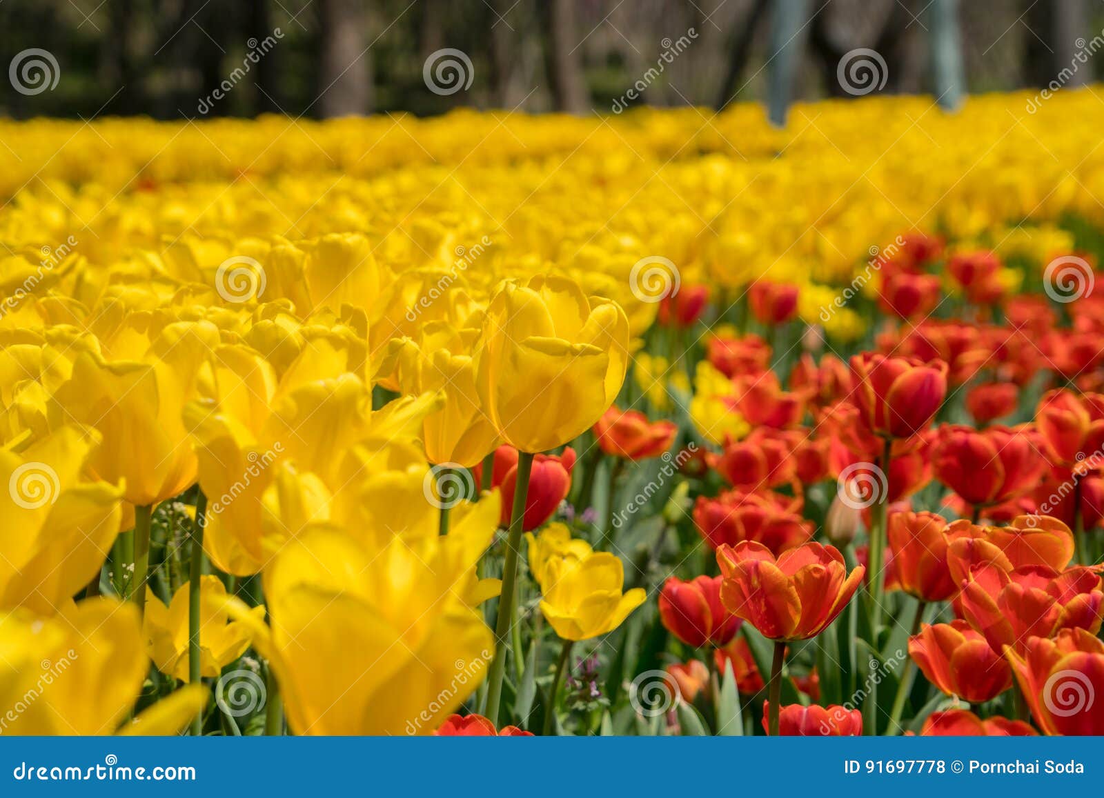 The High Contrast of Yellow and Orange Tulips Garden Stock Photo ...