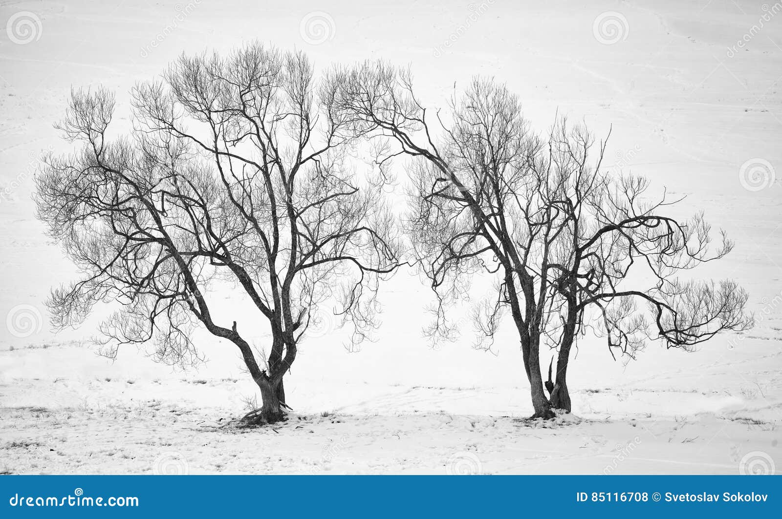 High Contrasted Winter Trees Stock Photo - Image of black, contrast ...