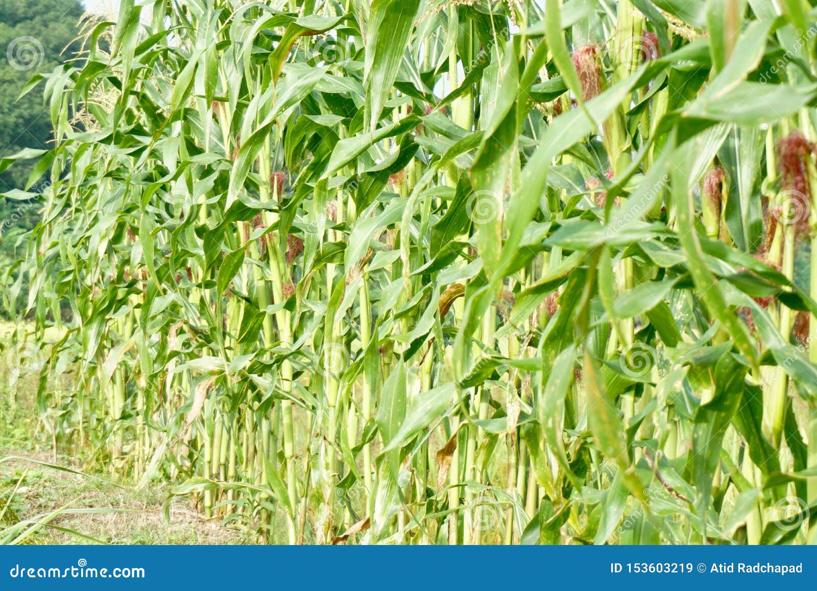 High corn crops on a row stock image. Image of field - 153603219
