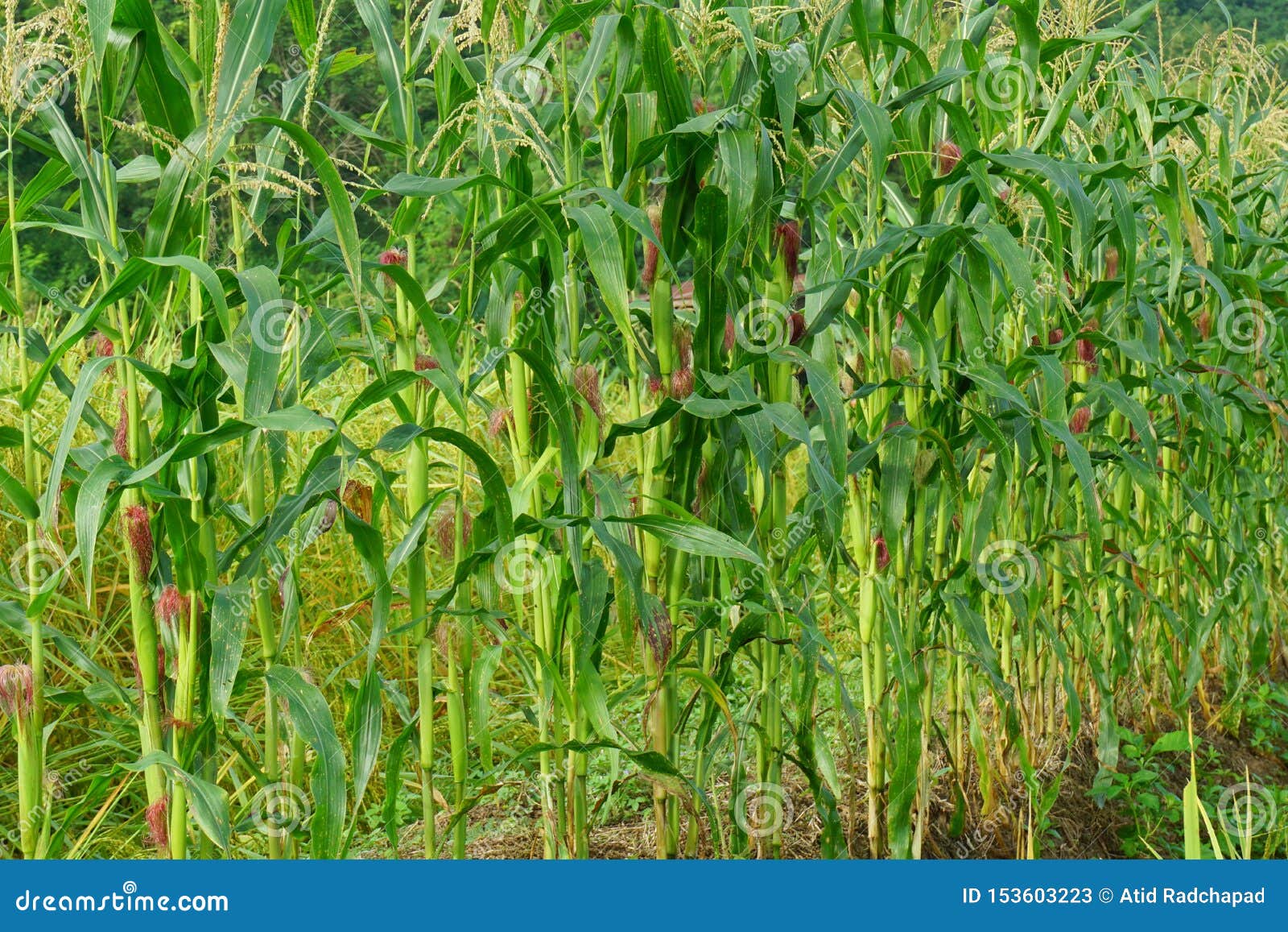 High corn crops on a row stock image. Image of blue - 153603223