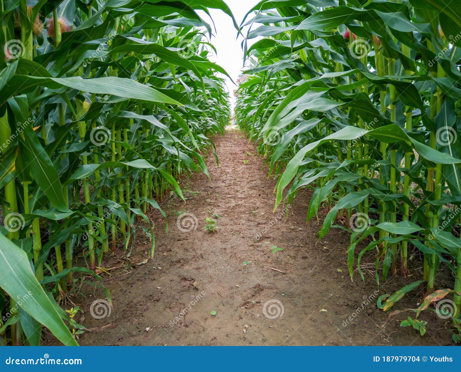 High corn crops on a row stock photo. Image of field - 187979704