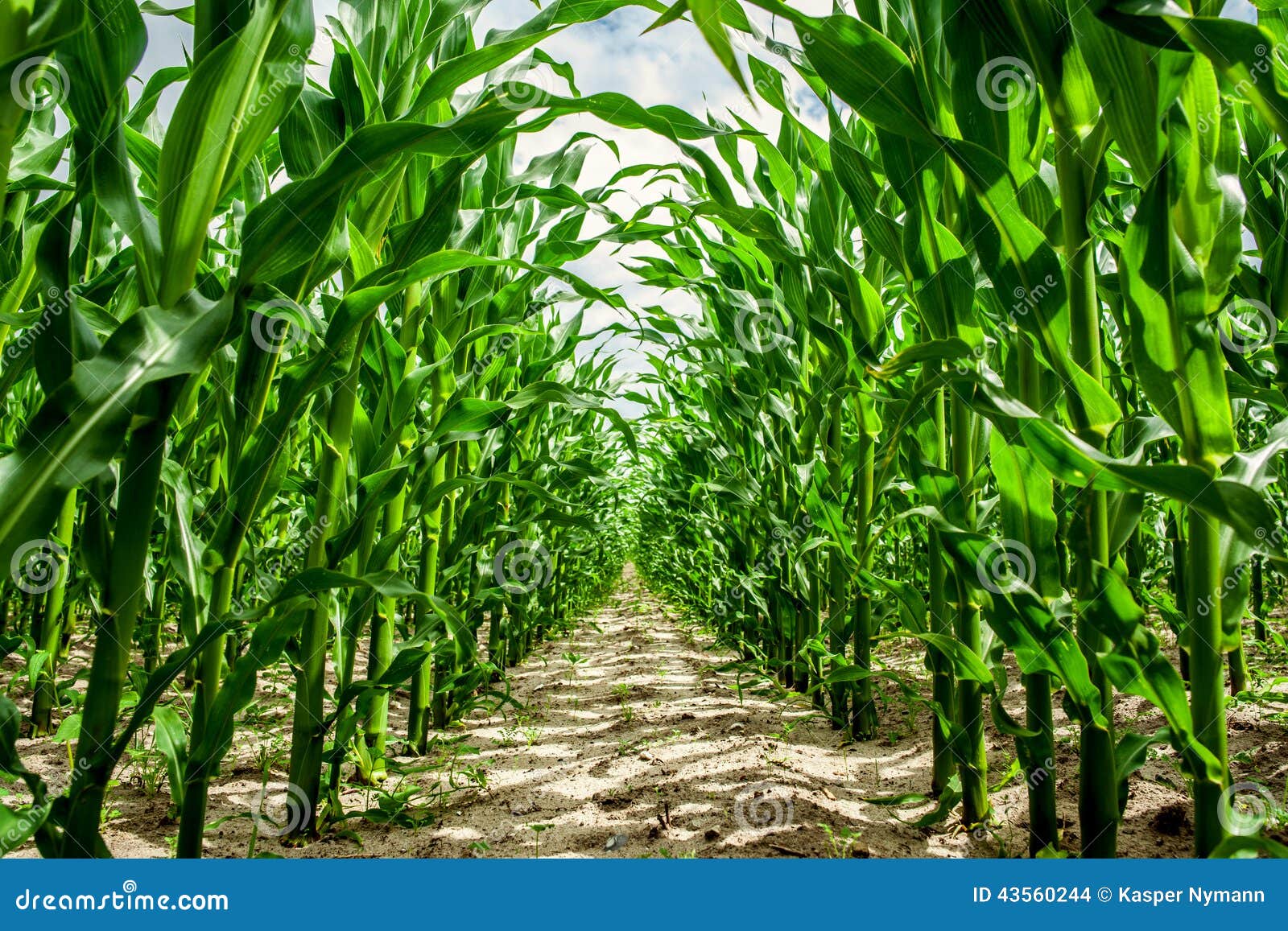 High corn crops stock photo. Image of cloud, farming - 43560244