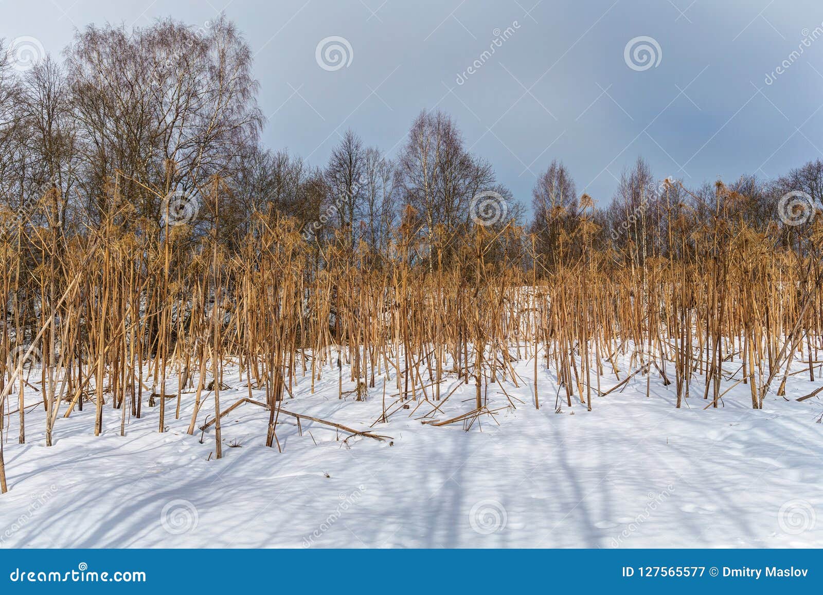 High Dangerous Toxic Plants Hogweed Stock Image - Image of weed, giant ...