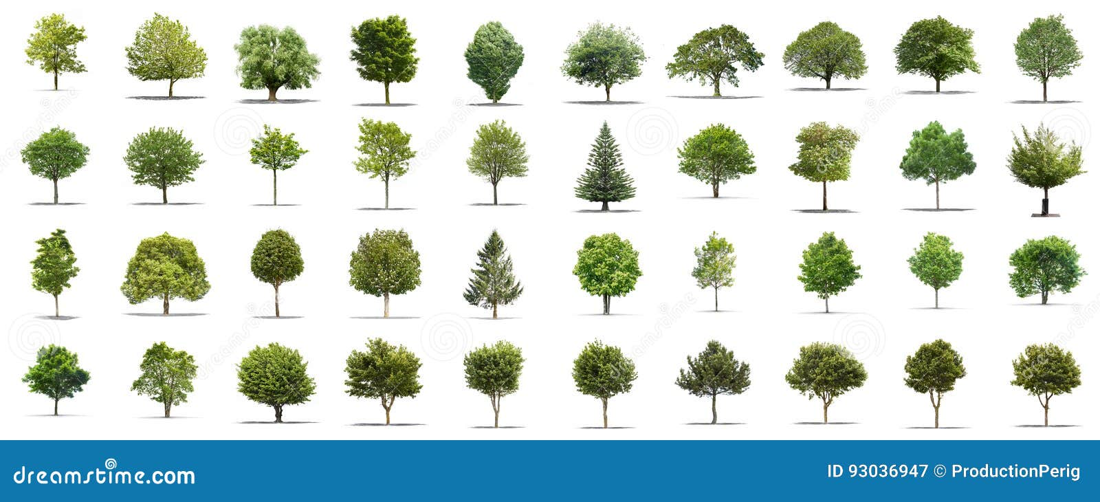 High Definition Collection Tree on a White Background Stock Image ...