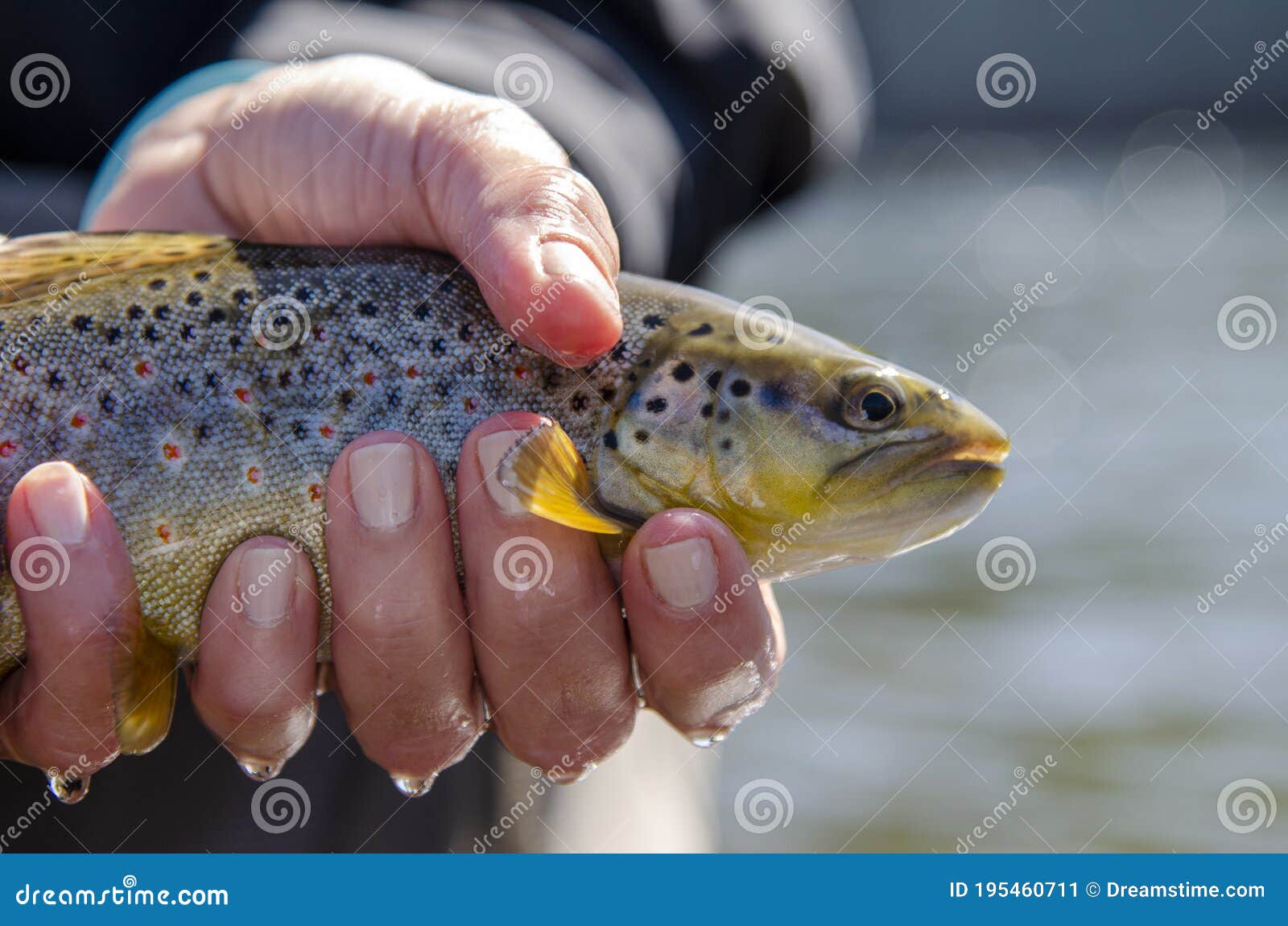 High Definition Holding Fish Stock Image - Image of utah, fishing ...