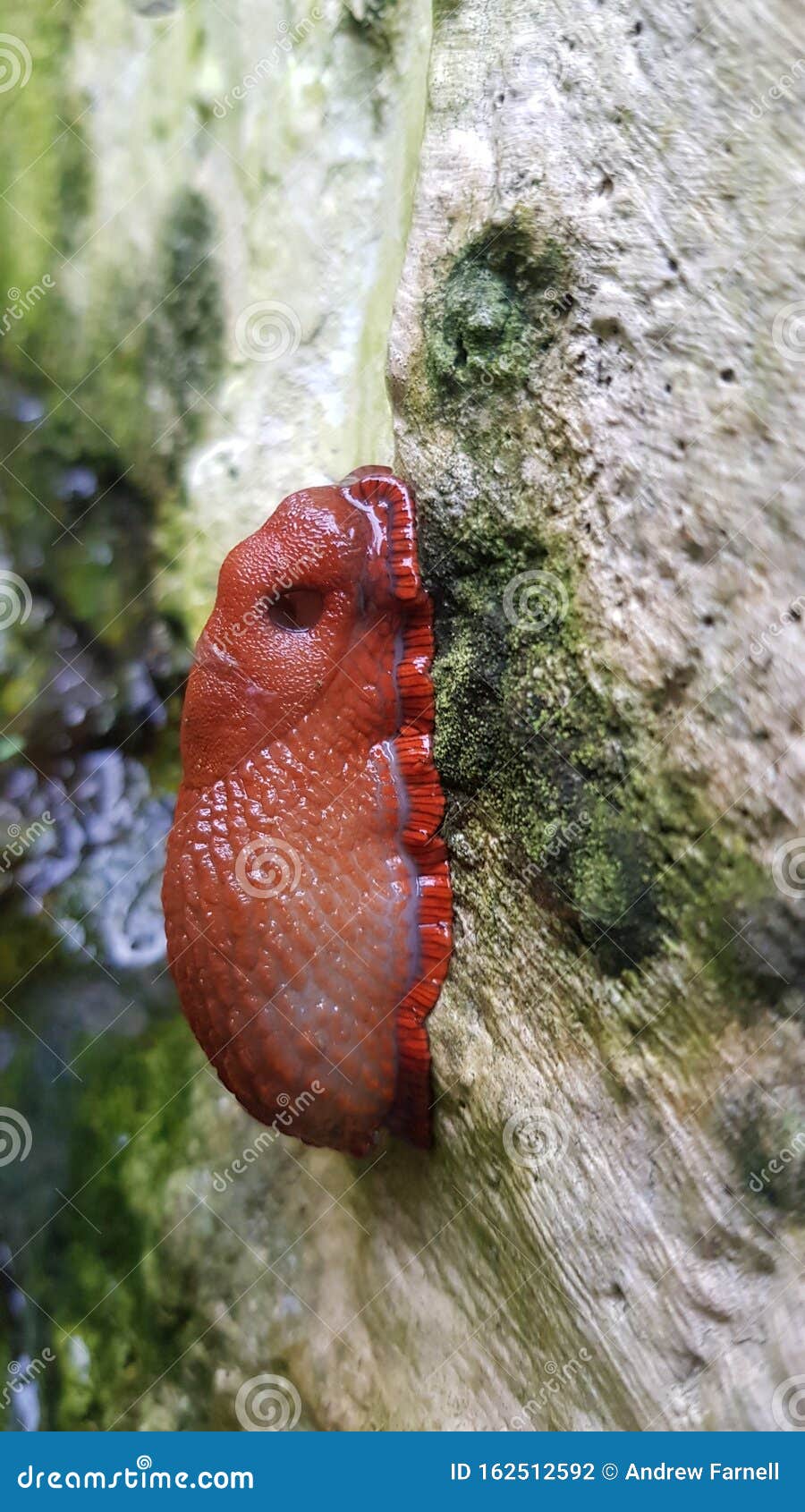 High Definition Slug Ugly Red Slimy Stock Photo - Image of definition ...