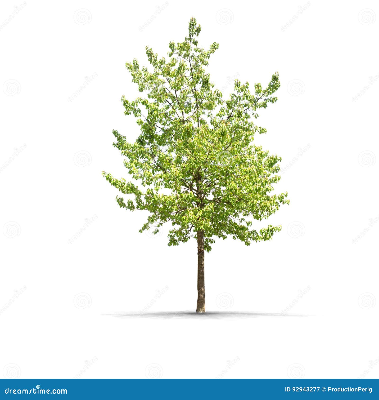 High Definition Tree Isolated on a White Background Stock Image - Image ...
