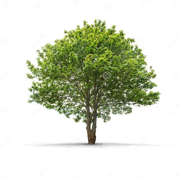 High Definition Tree Isolated on a White Background Stock Image - Image ...