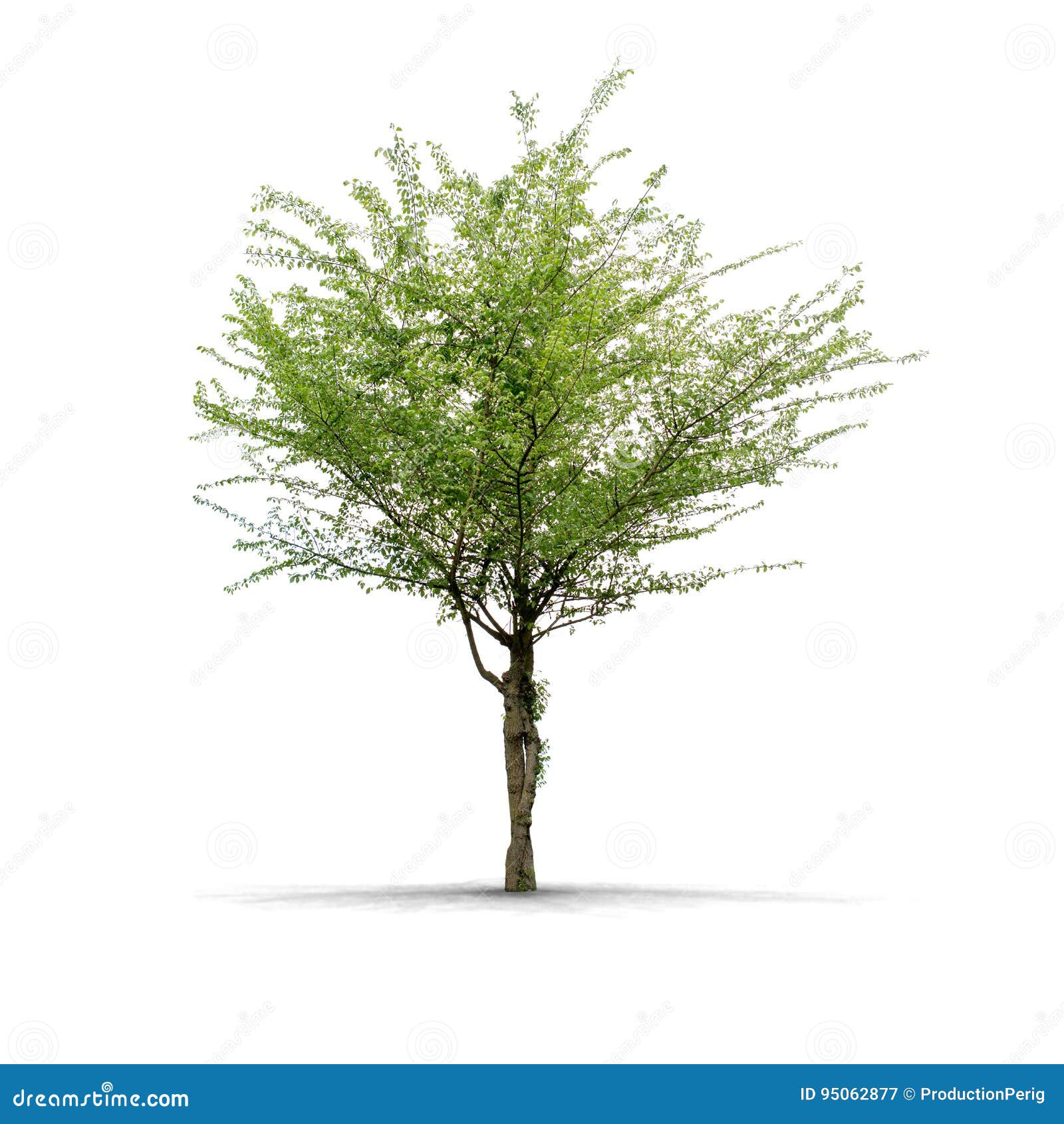 High Definition Tree Isolated on a White Background Stock Image - Image ...